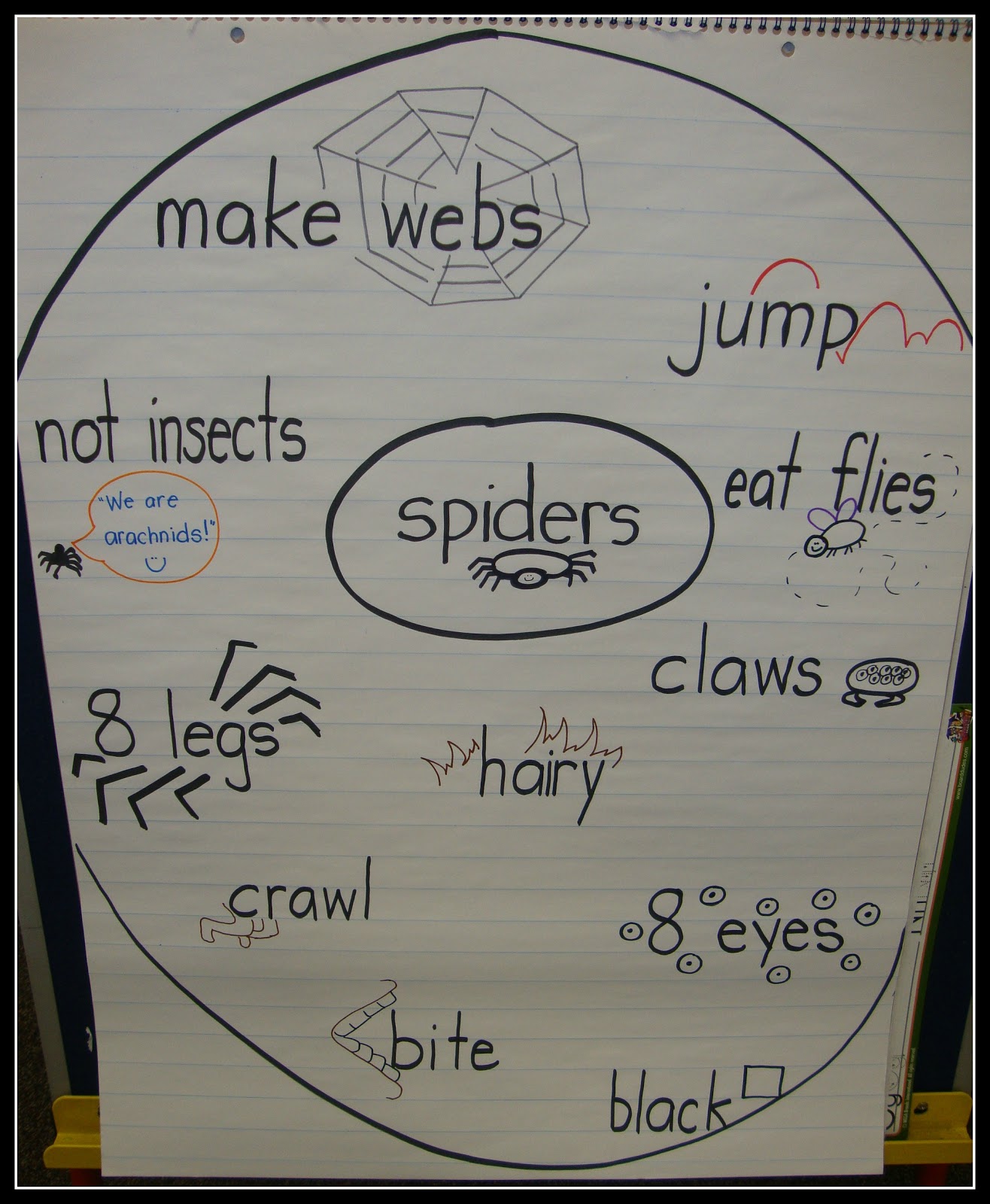 Today In First Grade: Spiders, Spider, Spiders!