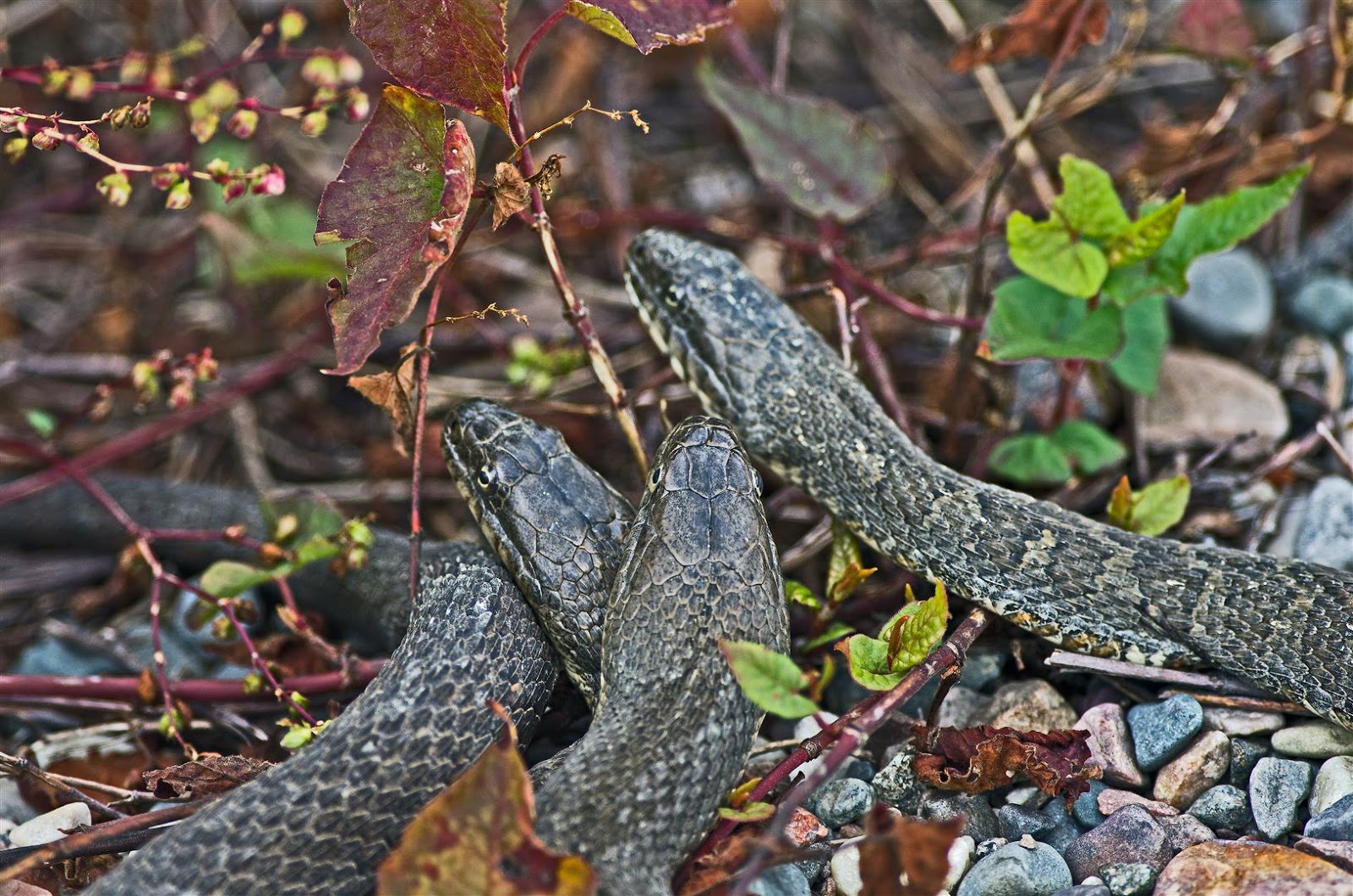 Wild in Pictures: Sheriff Creek's Snakes
