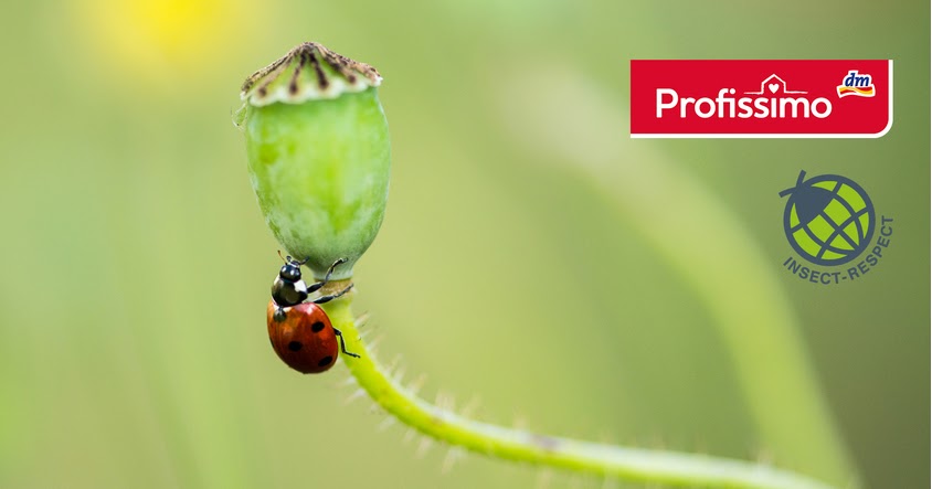 Liandas Fascination: Insect Respect - Insektenschutz mal anders