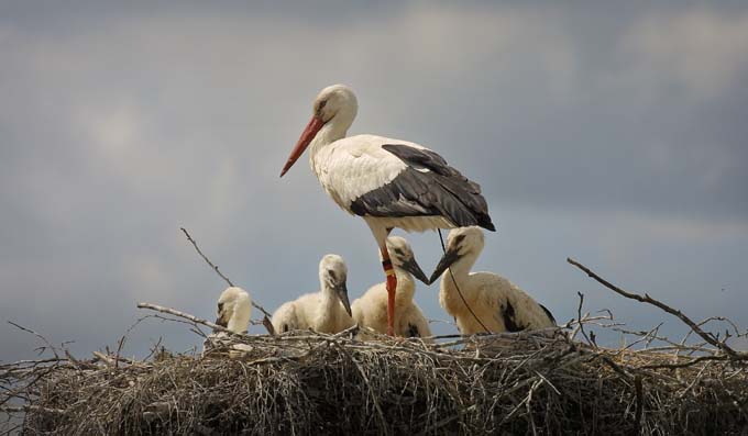 Leylek Resimleri - Resmi Fotoğrafları