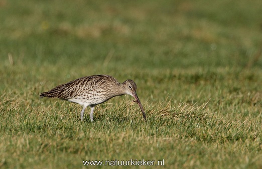 De Wulp is onze grootste steltloper