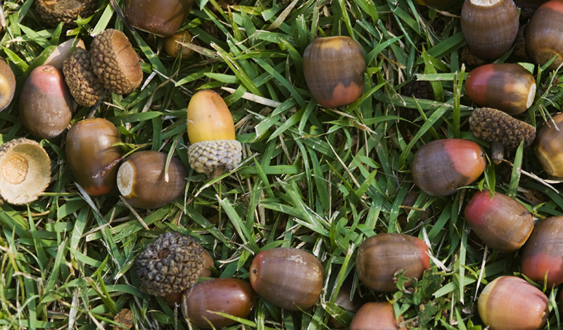 Ozark Grace: Autumn Acorns