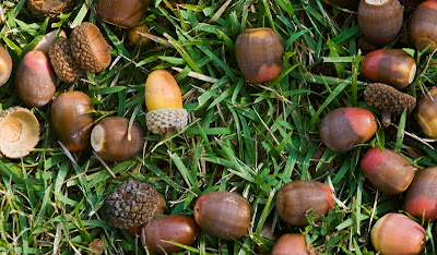 Ozark Grace: Autumn Acorns