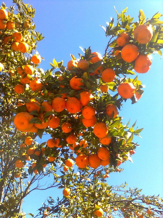 LOVER: TOP FIVE MOST CONSUMED FRUIT OF NEPAL