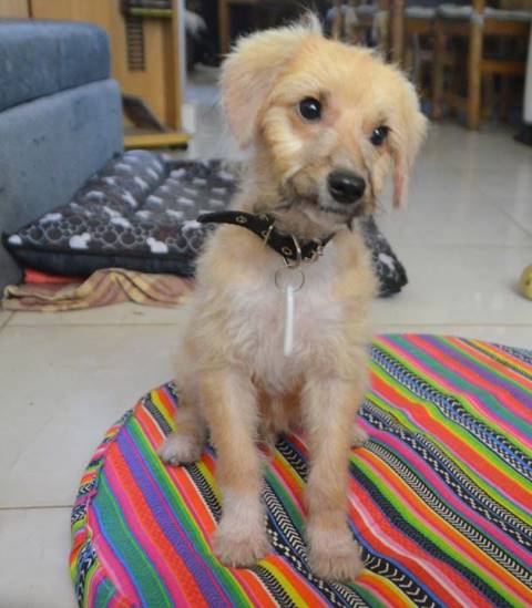 Adoptándonos: Mirko, bello cachorrito barbincho en adopción muy responsable
