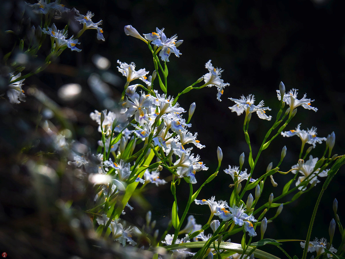 FROM THE GARDEN OF ZEN: Shaga (Iris japonica) flowers: Chojyu-ji