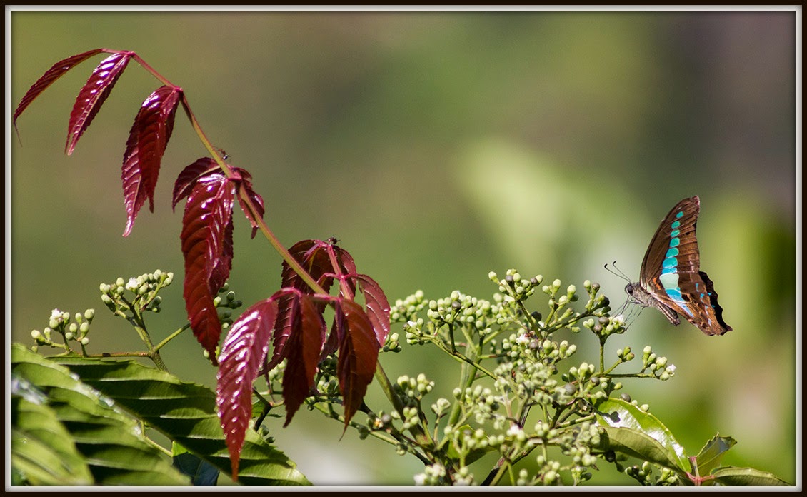 The Traveller: Jog falls, beauty at its best