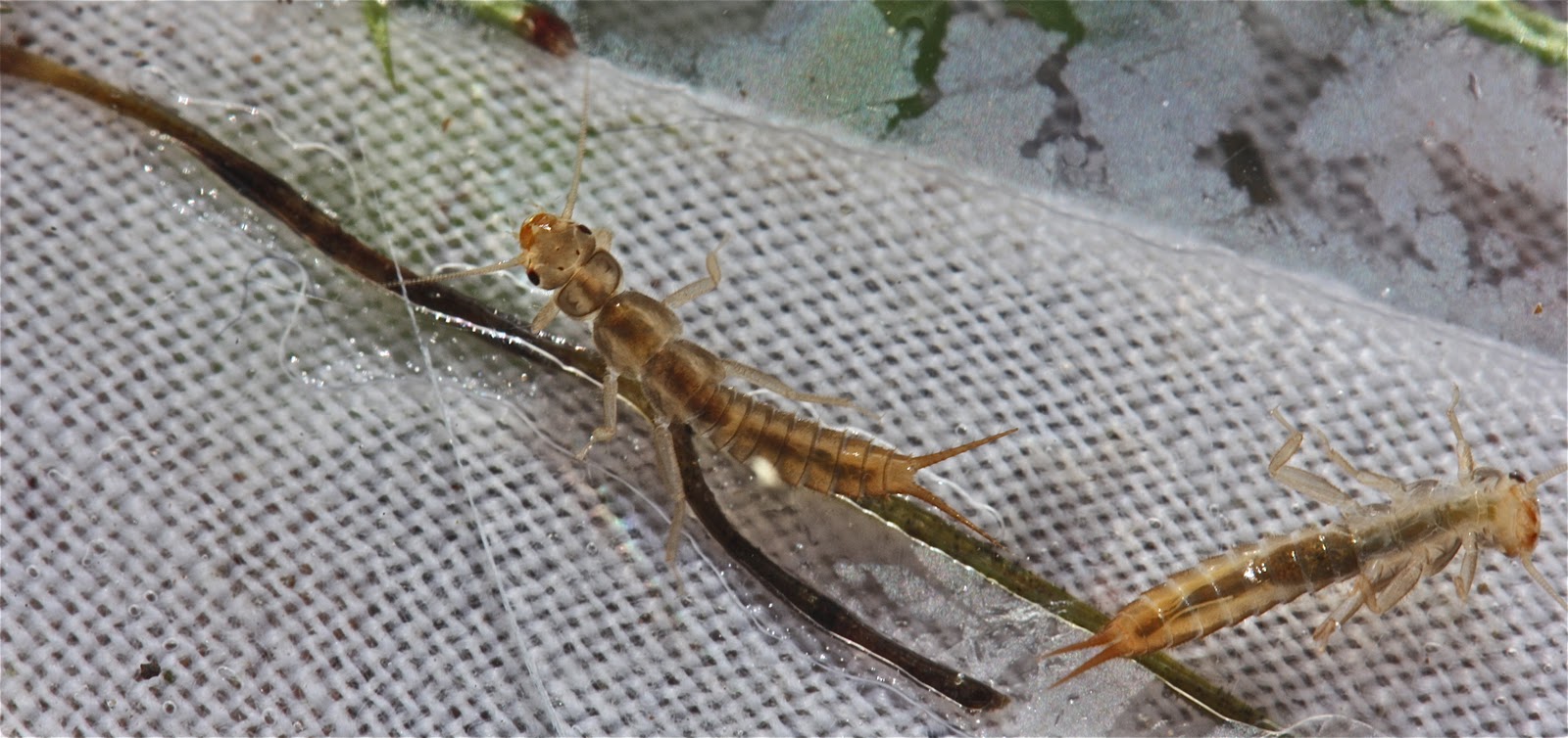 Aquatic Insects of Central Virginia: Sifting Away Again in Chloroperlid ...