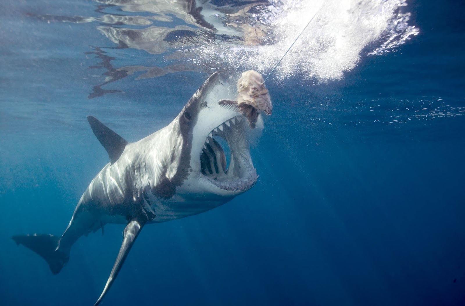 TV with Thinus: For Discovery Channel's Shark Week for 2016, DStv ...