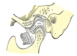 ARTICULACION TEMPOROMANDIBULAR: TUBÉRCULO ARTICULAR Y FOSA MANDIBULAR