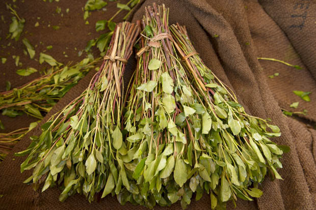 Le khat, une drogue en vente libre