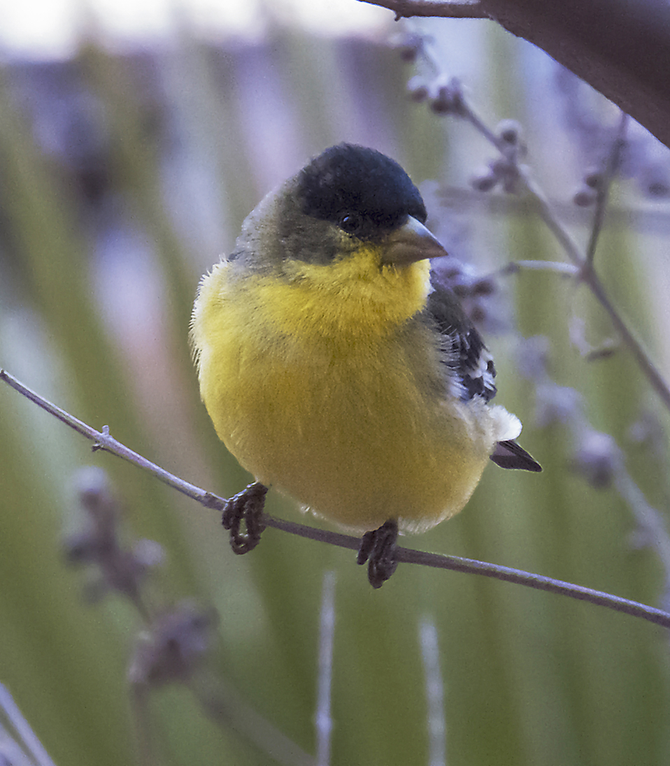Edward Plumer: House Finches and Goldfinches in Las Cruces