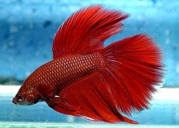 merlin marina AQUARIUM: Breed Your Pet Fish - SIAMESE FIGHTER