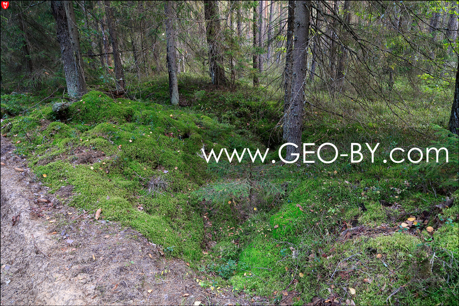 Geo BY: Jerusalem in the forest