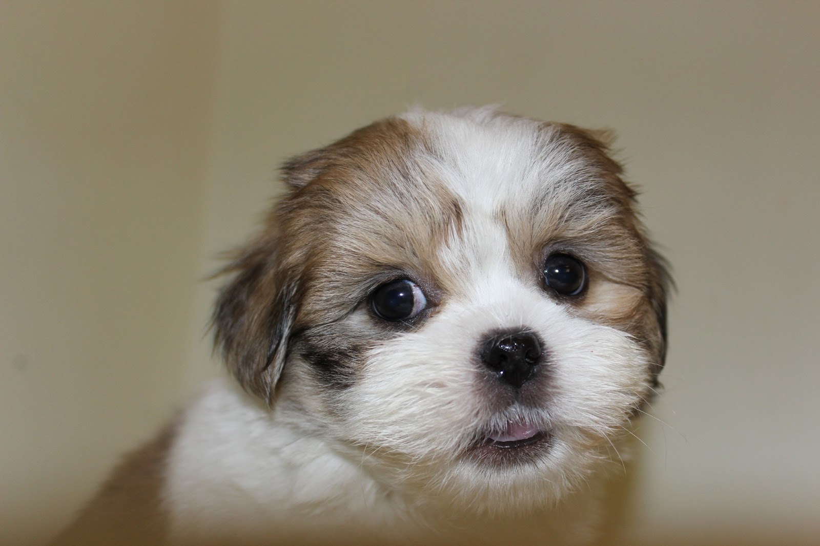 Lhasa Apso - Penny's Pups from birth to new homes