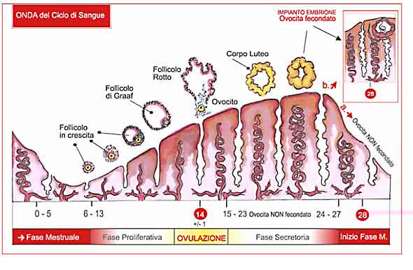 Zucchero e Miele: Come siamo fatti: ciclo ovarico e ciclo uterino