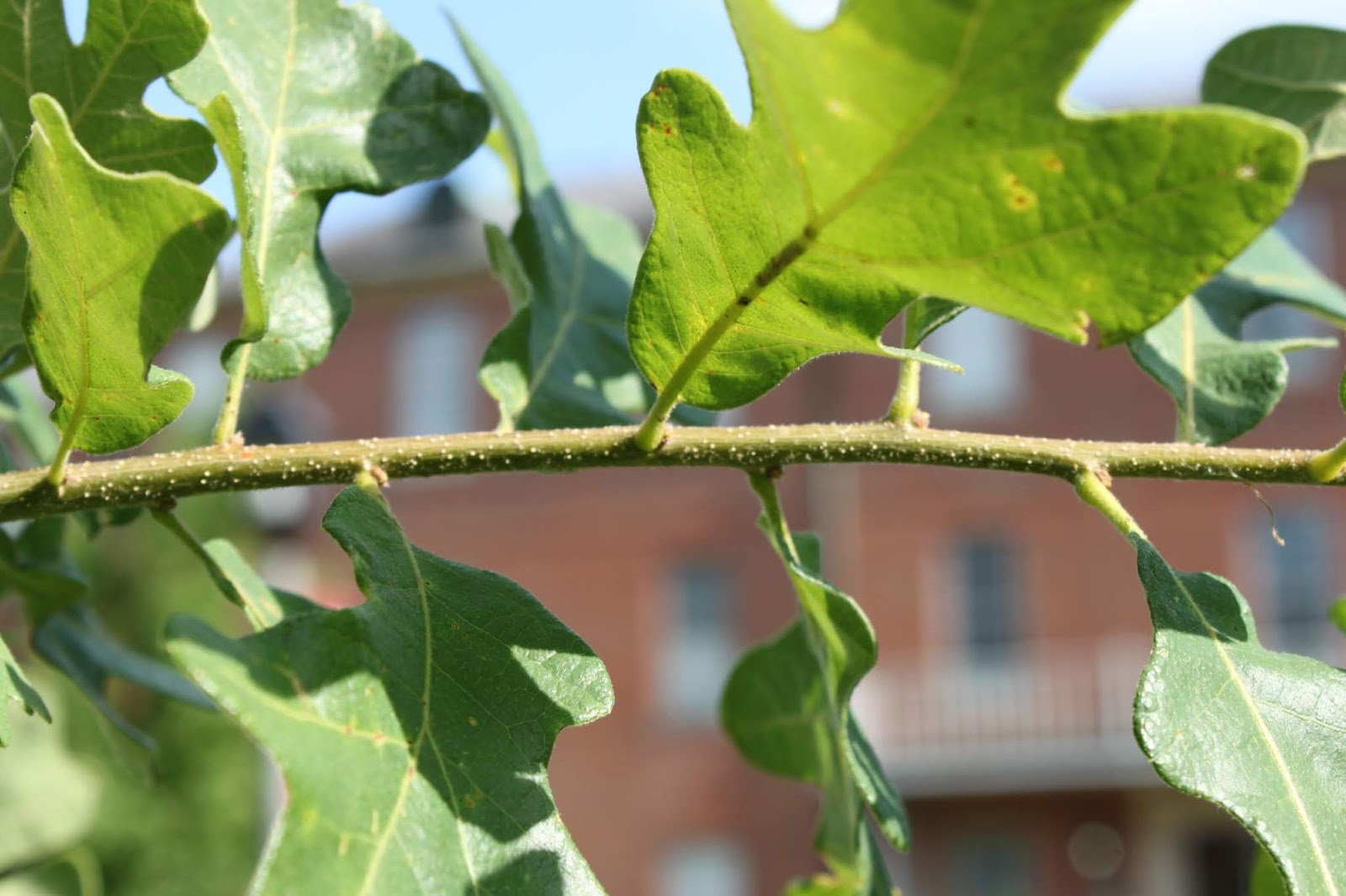 Centenary College Arboretum: Tree of the Week: Post Oak (Quercus stellata)