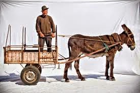 BICHOS de Miguel Torga: MORGADO