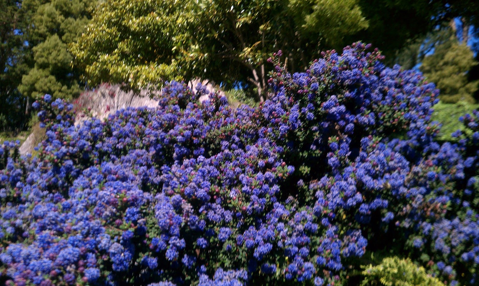 San Francisco Waldorf School: Urban Farm and Garden Blog