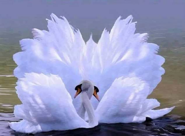 Iubire pentru ingeri: Lebedele in Feng Shui va aduc dragostea in viata
