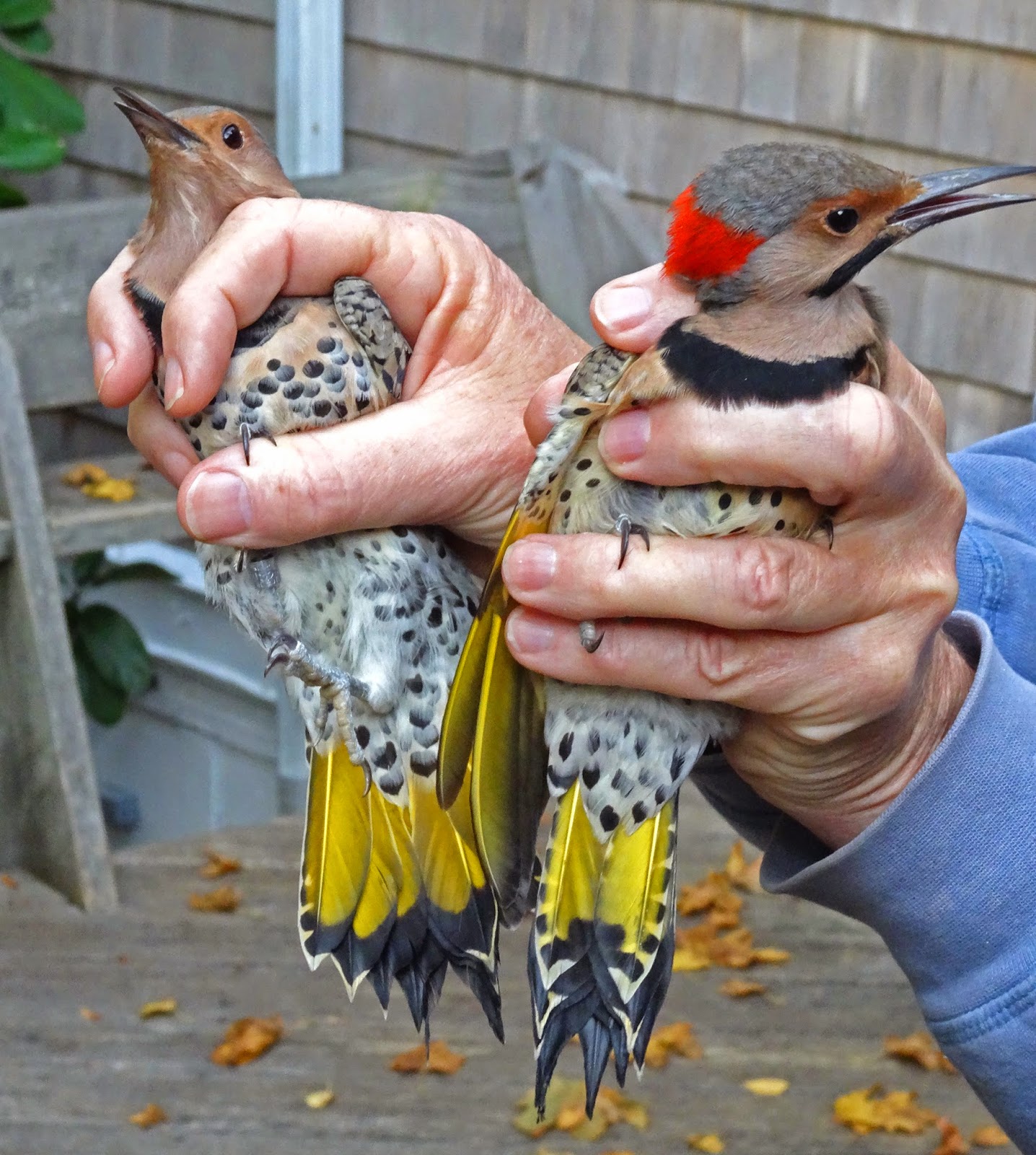 Joe's Retirement Blog: Flickers Galore! Manomet Center for Conservation ...