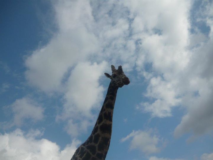 Kodjo Deynoo Poetry (K.D.P) An Impressionist Poet: Loosely Wild