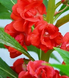 Anim Agro Technology: BUNGA KEEMBONG DAN KHASIATNYA