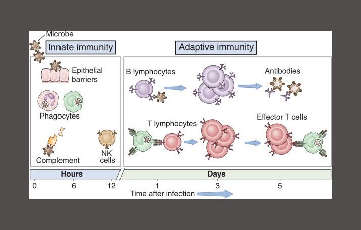 Sistem Kekebalan Tubuh (Imun) Manusia - Jegeristik