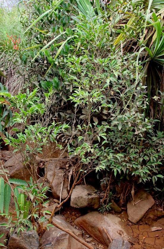 LifescienceROOM New Species Of Metal eating Plant Discovered In The lifescienceroom-new-species-of-metal-eating-plant-discovered-in-the