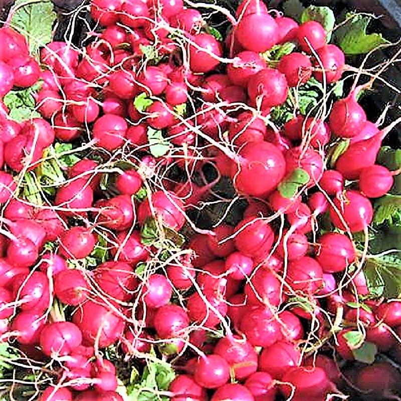 Plants & Gardens in Colonial & Early America: Plants in Early American ...