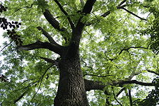 Biologia 1: Formas de organización de los seres vivos Tema9