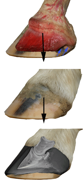 The Perfect Hoof: What Hoof Model do you use?