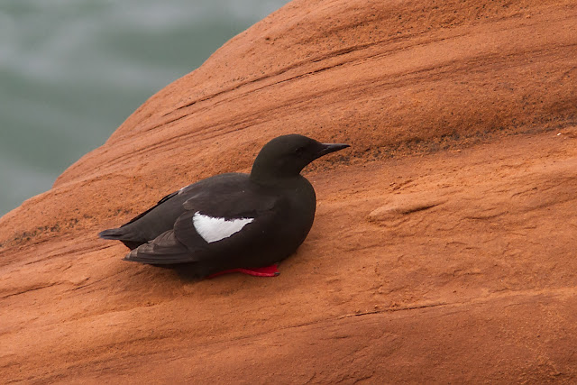 Fur & Feathers 500 - a Canada Big Year for Birds and Mammals: Atlantic ...