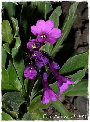 Sunnmørshagen min: Kjøkkenhagesådd og blomstring ♥