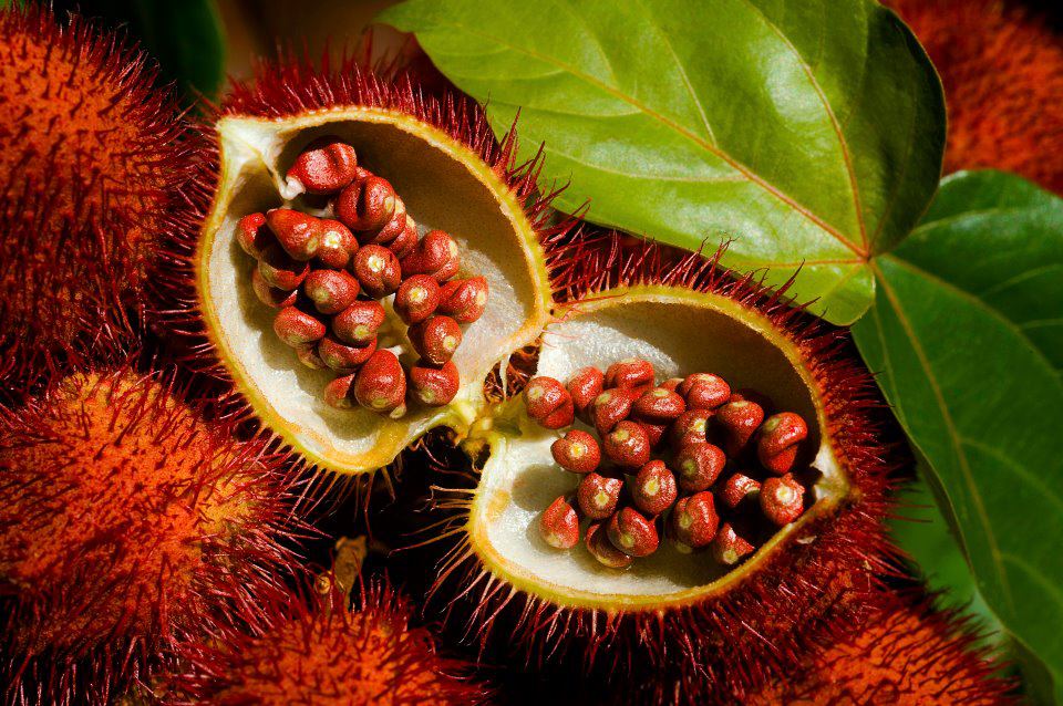 Natureza, Perfeição sem tamanho...