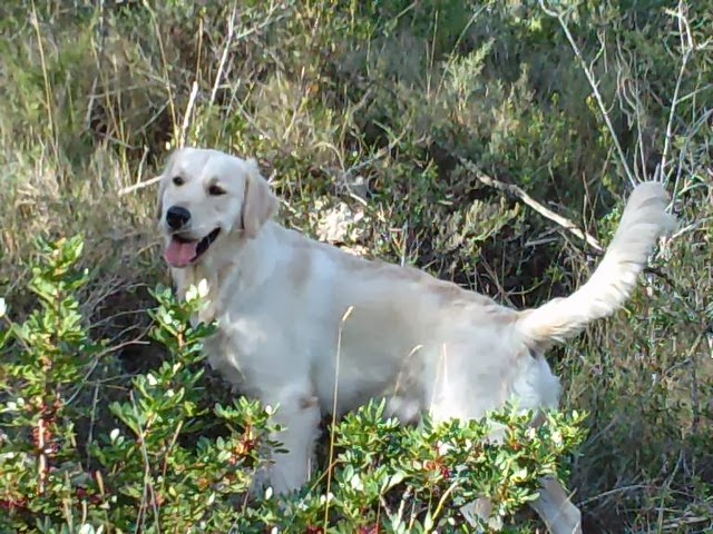 EDUCACIÓN Y ADIESTRAMIENTO PROFESIONAL DE PERROS PARA LA CAZA Y LA ...
