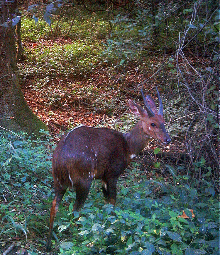 Remote Camera Trap - South Africa: Bucks In The Bush