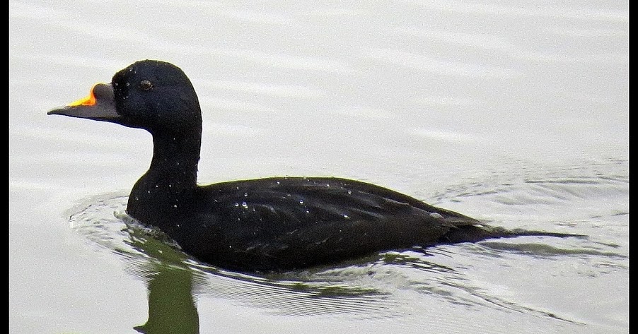 Ramón y sus pájaros : Negrón común / Melanitta nigra