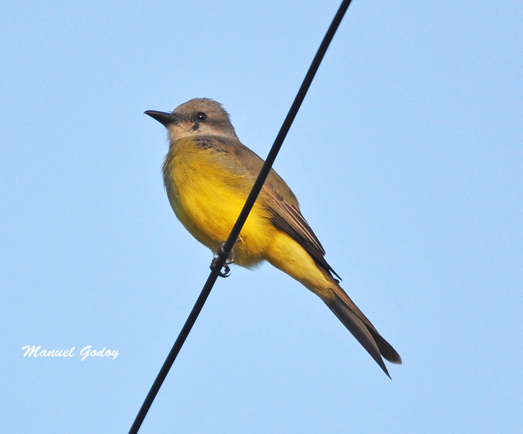 veterinaria - animal - Mendoza: Pequeña muestra de la Fauna de Brasil ...