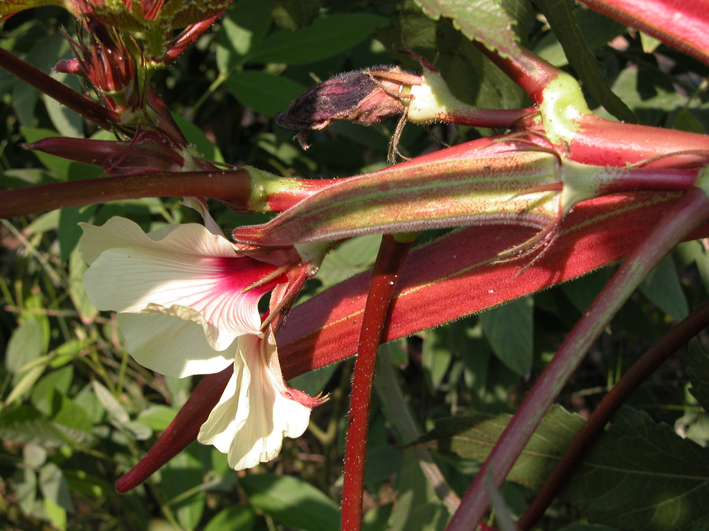 shiatoshi: Benefits of Growing LADY'S FINGER