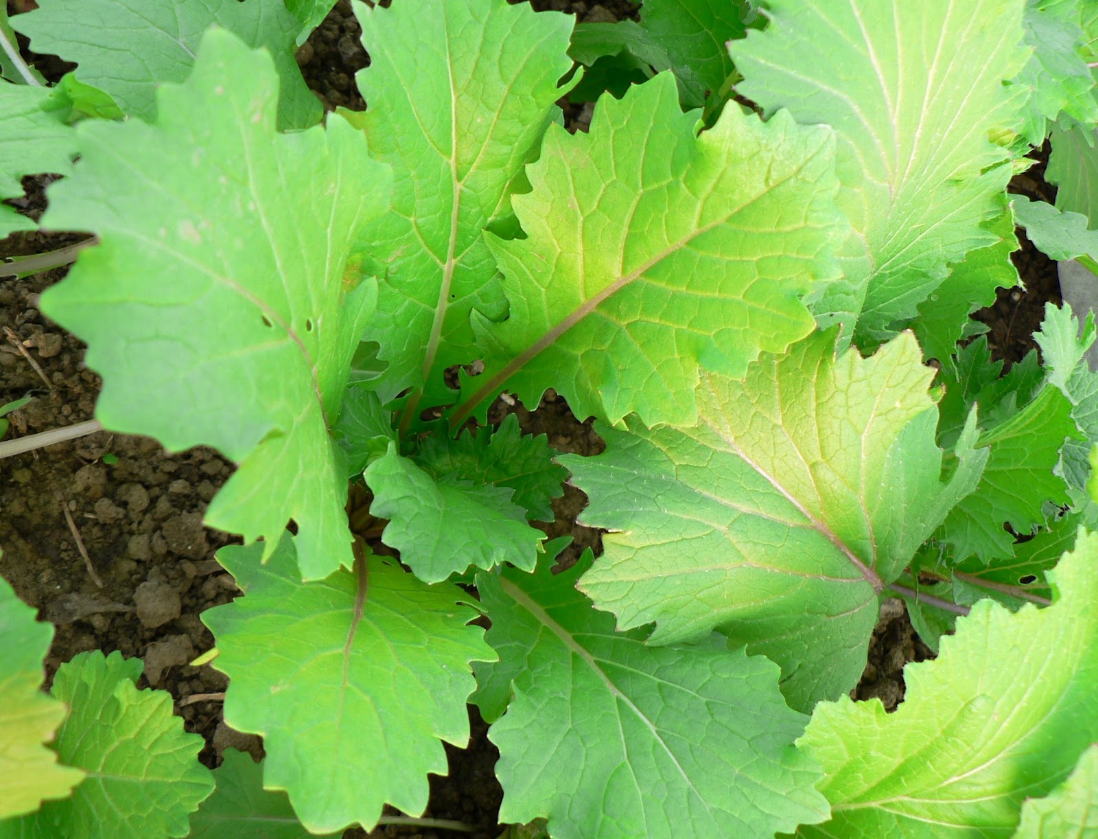 Visit My Garden: Asian Greens