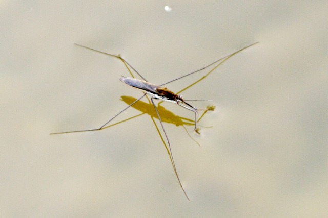 Gerridae | The Life of Animals