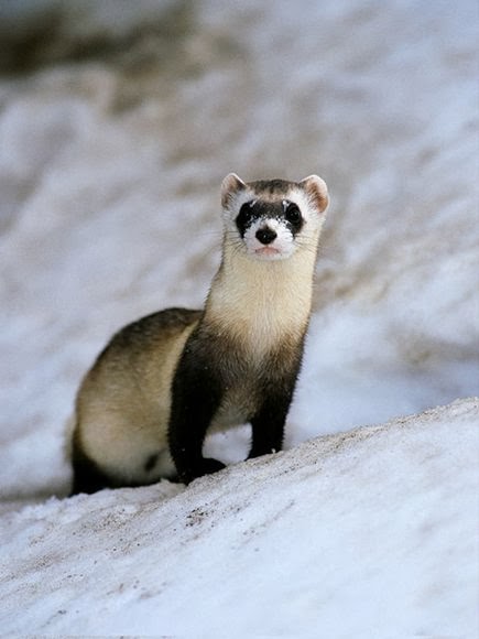 Ferret | Facts About All