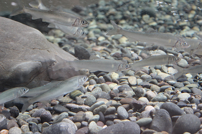 Zoos in Japan: Lake Biwa Museum