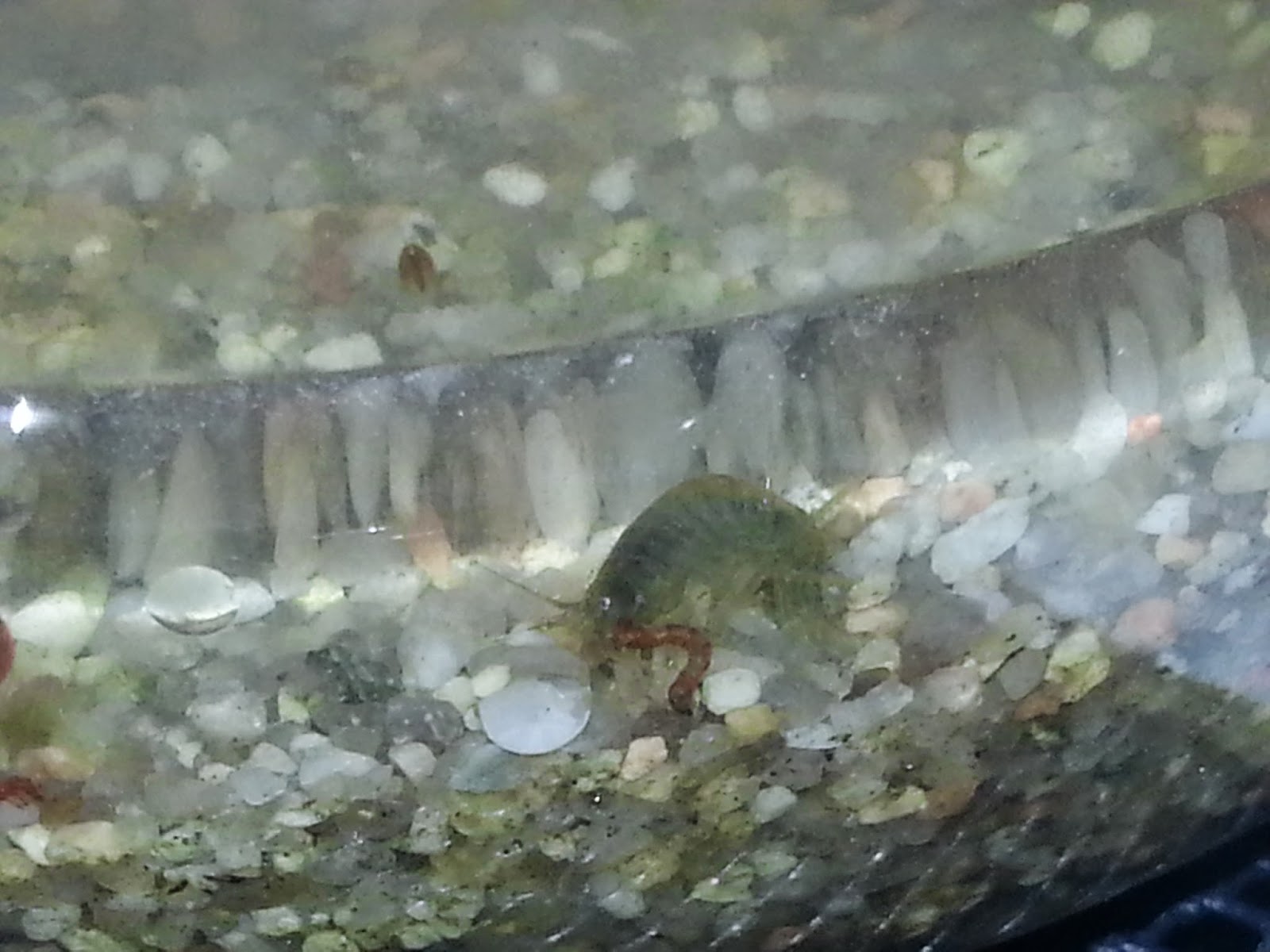 Histoires d'eau...: Les gammares, tueuses à gage