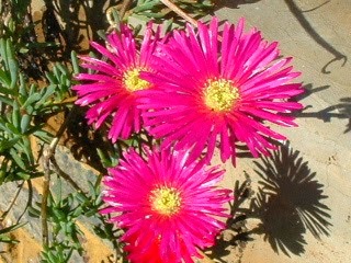 🌿 Tuinmaak in Suid Afrika 🌵: Wat is 'n tuin sonder vygies?