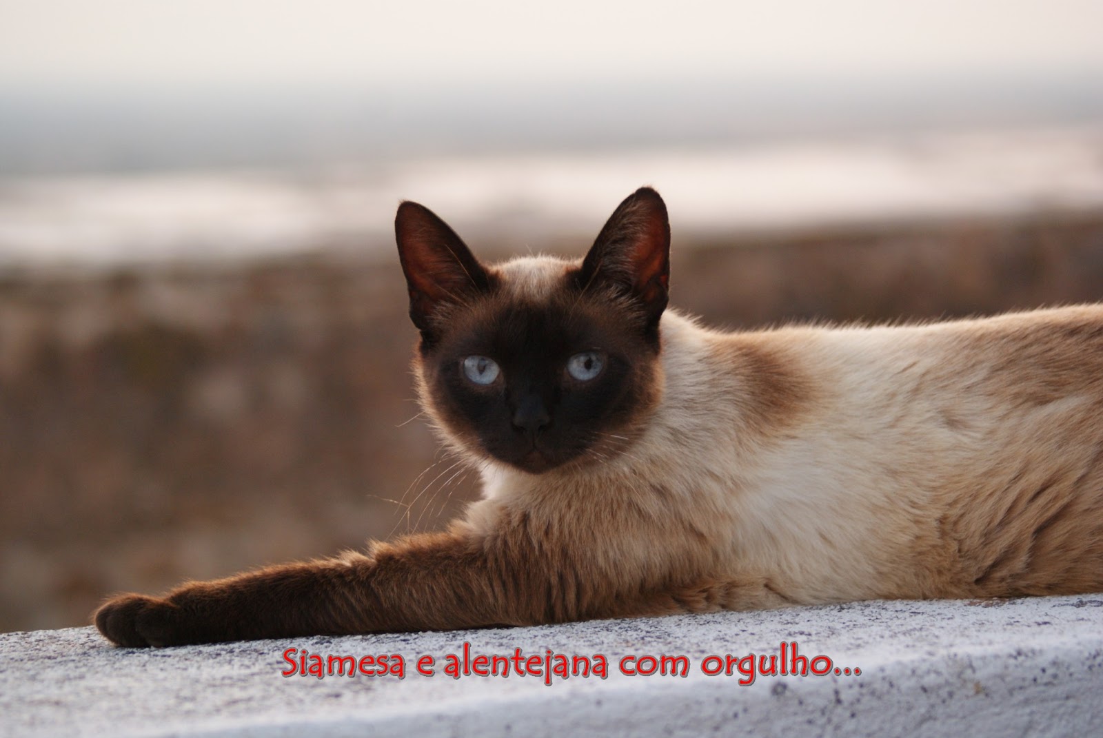 IMENSO SUL: Gatos alentejanos...