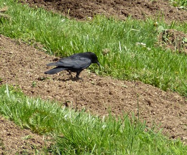 Homestead Hill Farm: Blasted Crows