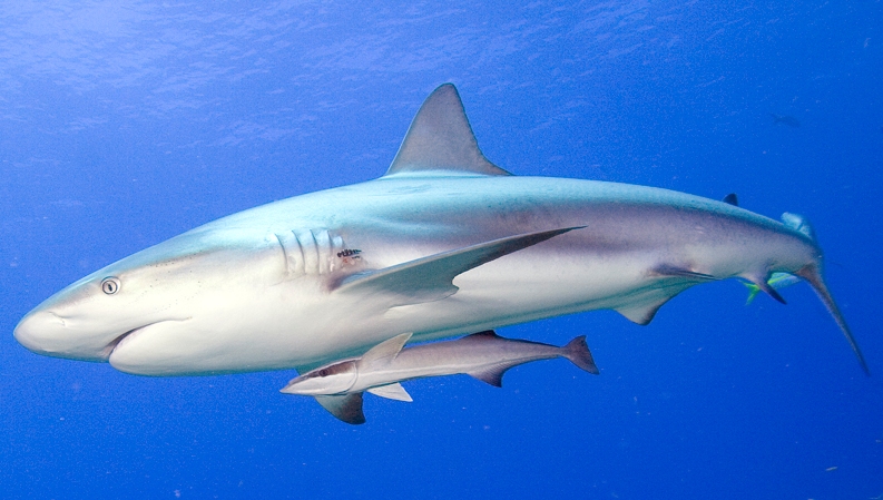 DUNIA SAINS FIZIK (CIKGUSAM): Julai 2015