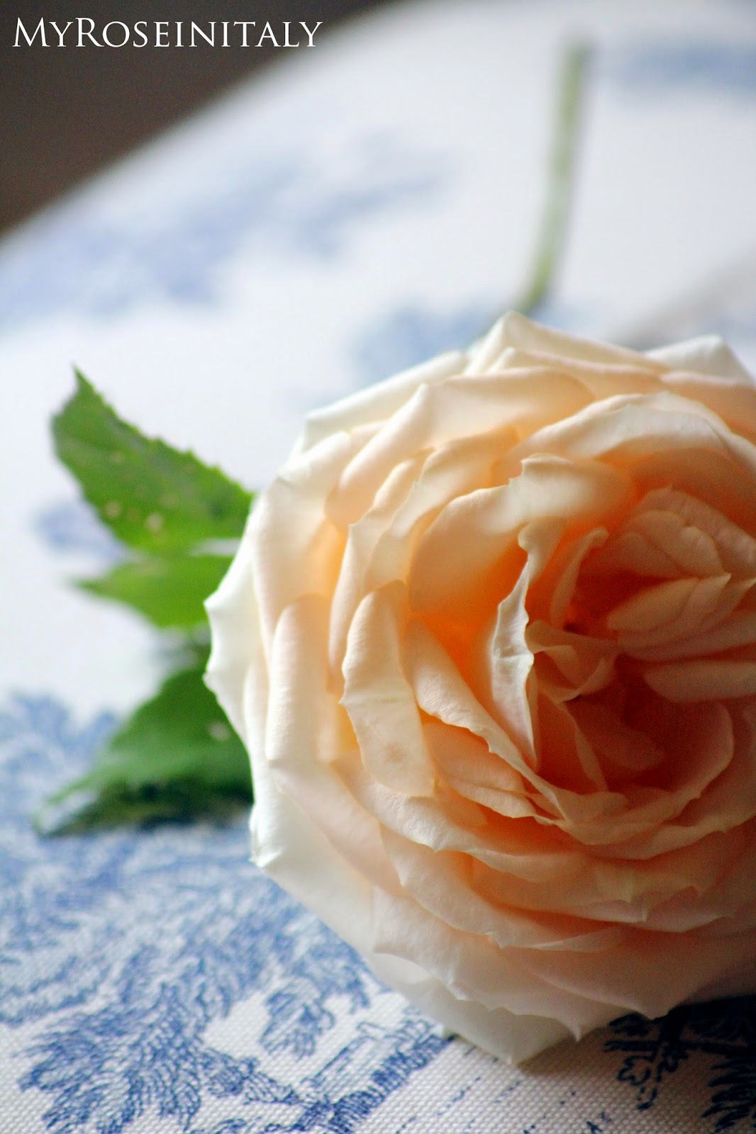 My RoseinItaly: Rose